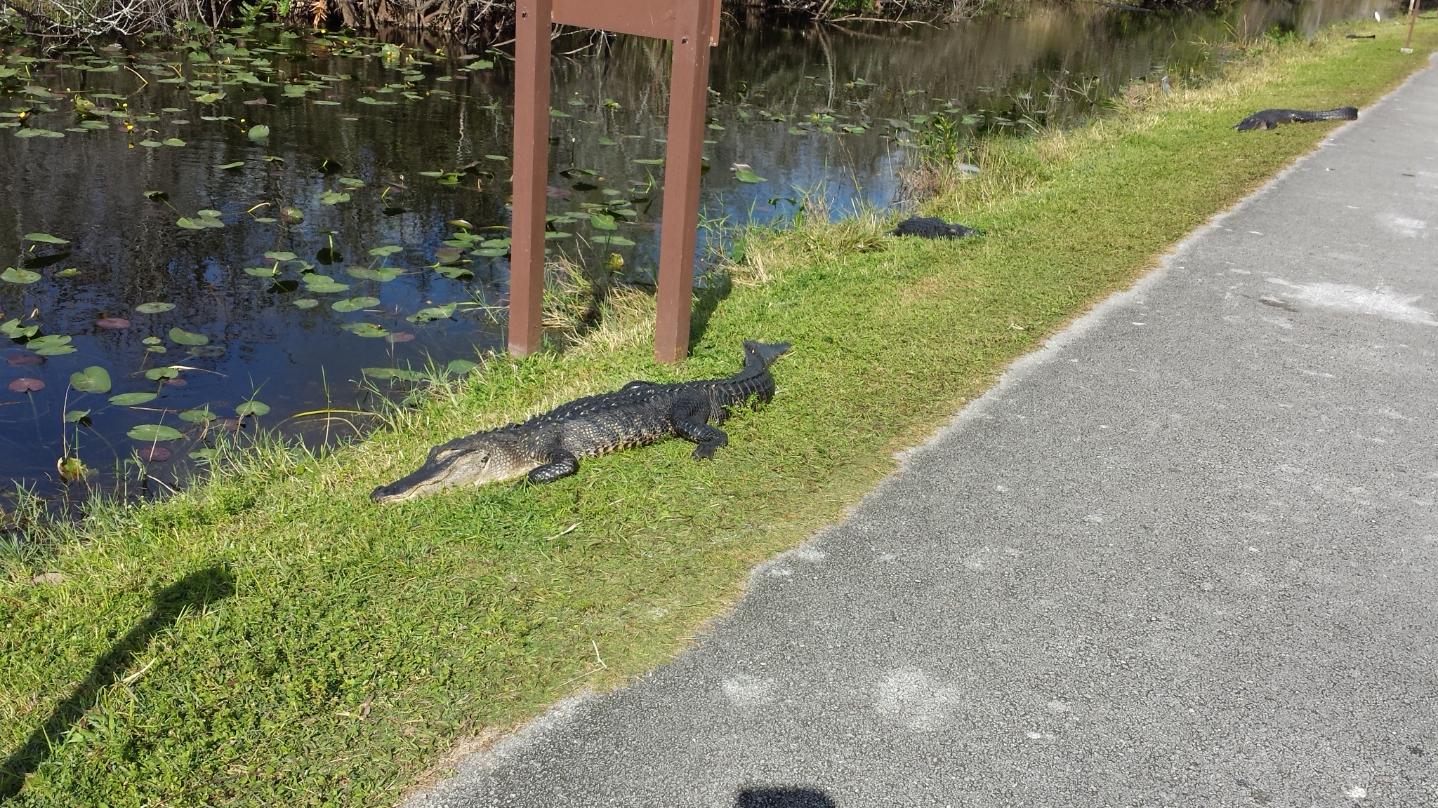 Pictures | PoopApp.com-Identify the Poop