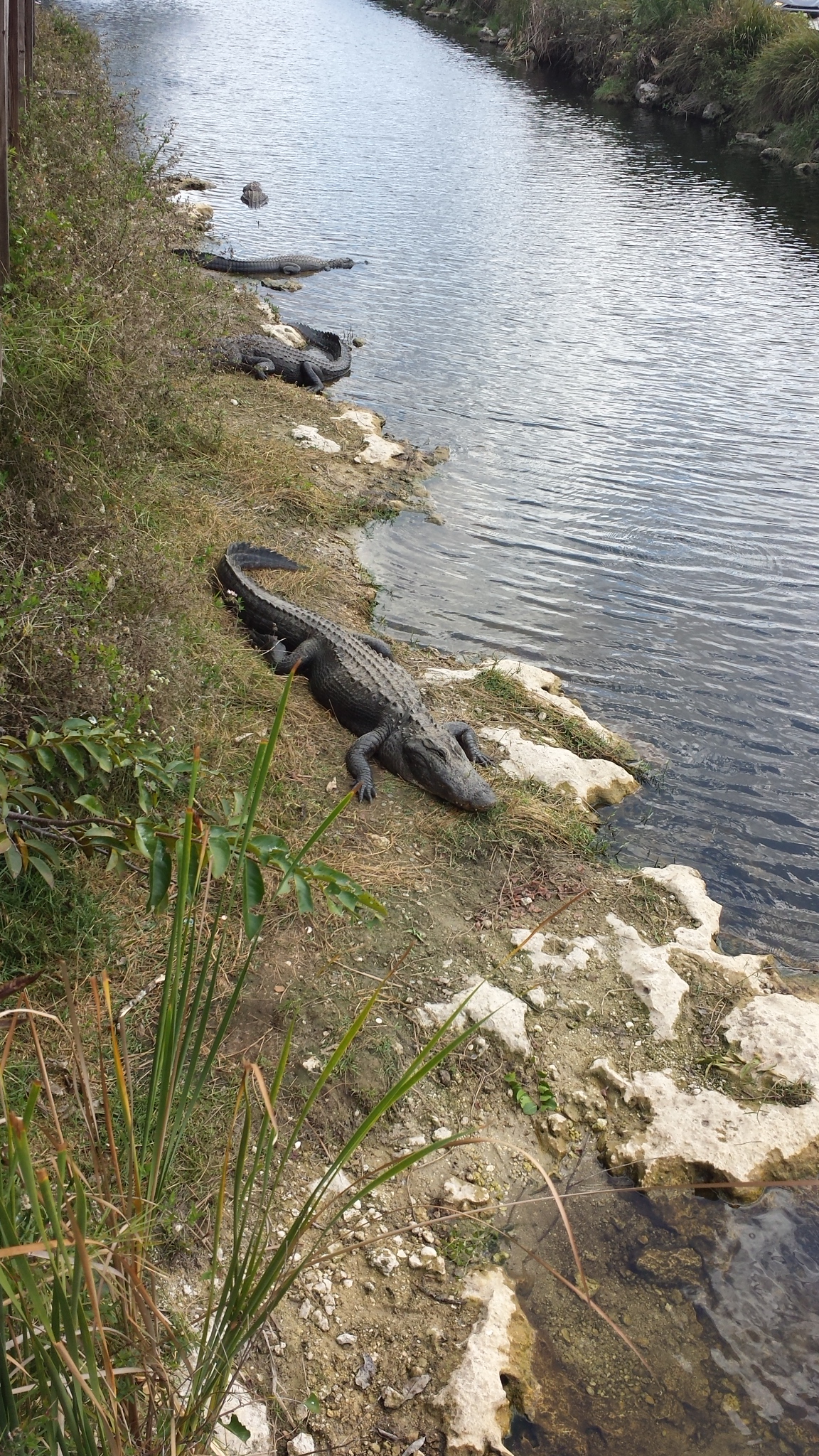 Pictures | PoopApp.com-Identify the Poop