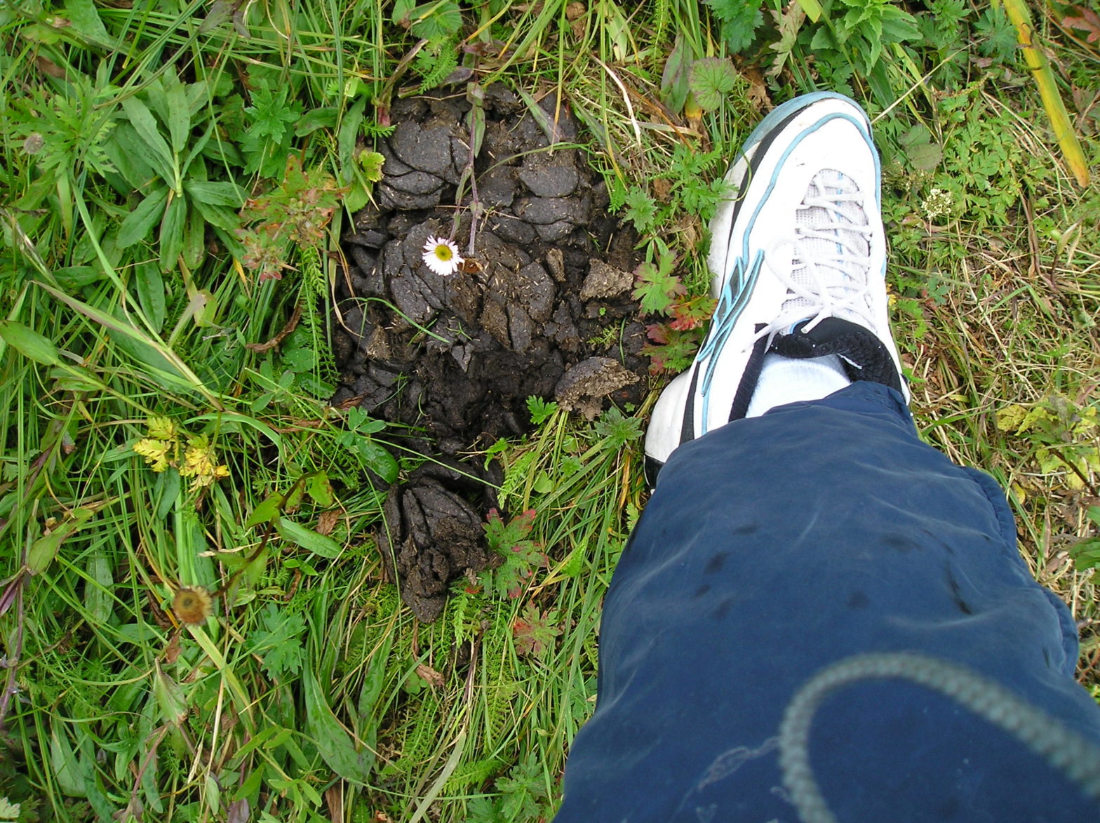 PoopApp.com-Identify the Poop | PoopApp.com-Identify the Poop- Domain ...